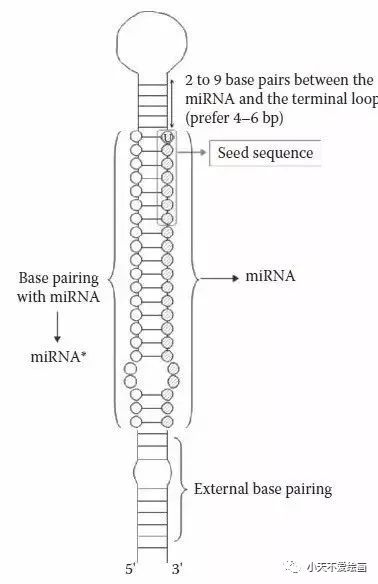 miRNA 从头预测 | miRDeep2基于pre-miRNA二级结构的预测 - 我的网站