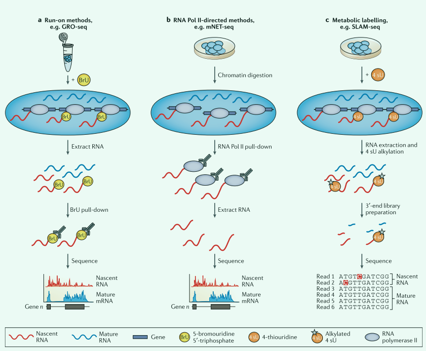 文献丨转录组RNA seq——青年阶段！ - 我的网站